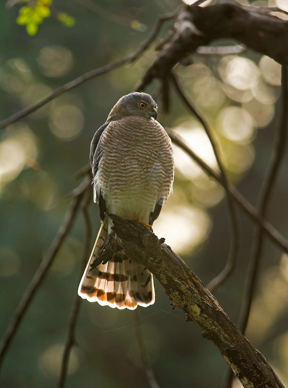 The art of seeing: A study in Gestalt - DCP Expeditions Blogs