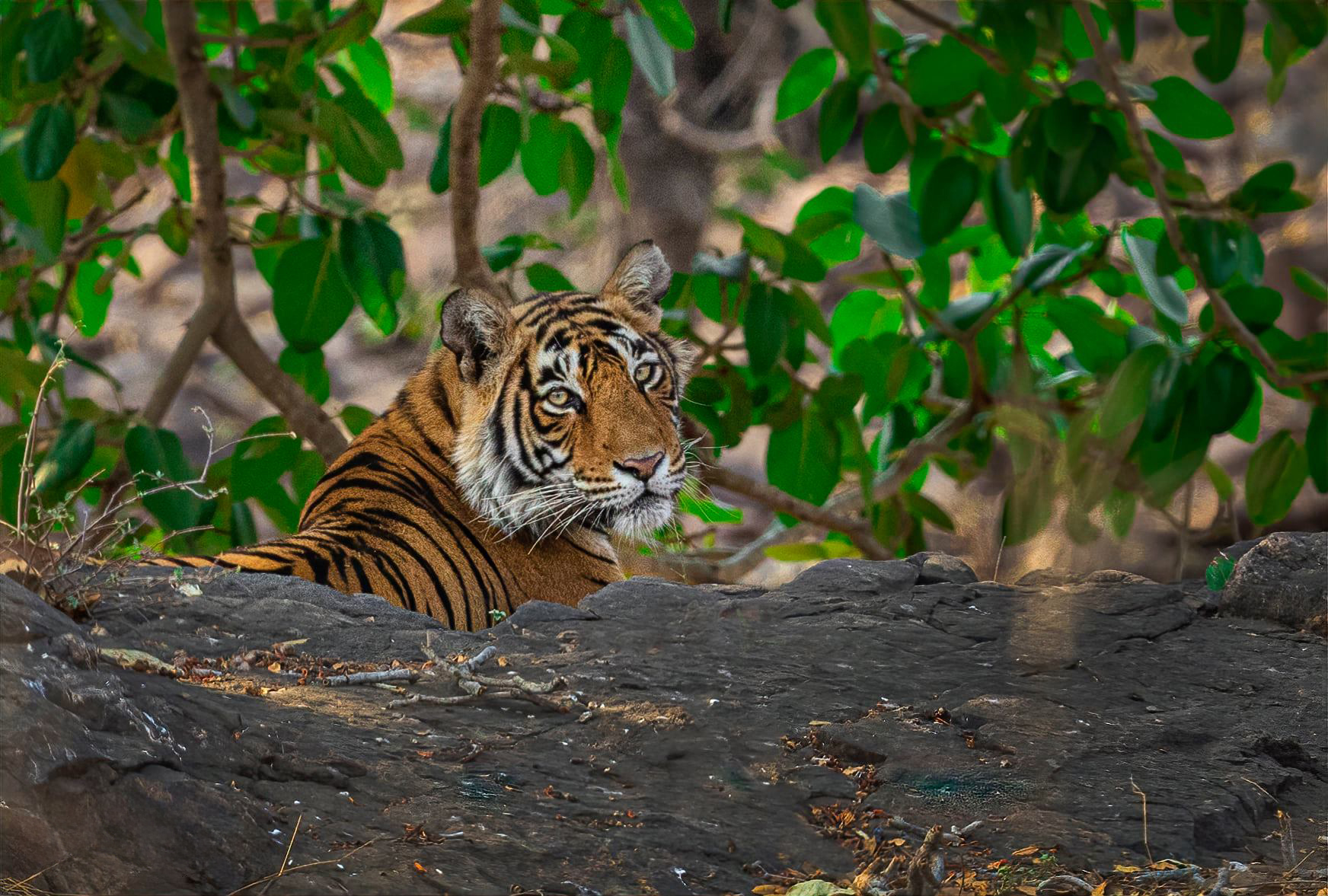 Best National Parks in India for Wildlife Photography - DCP Expeditions ...